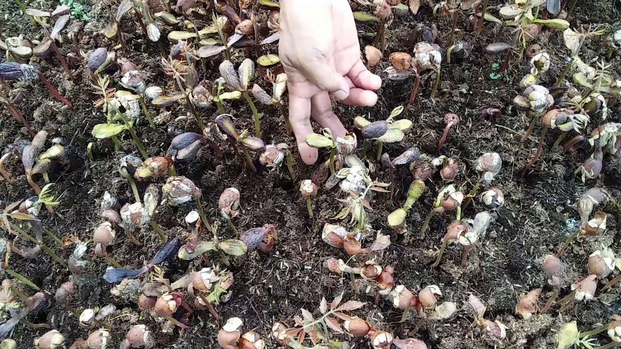 BIBIT MATOA DAN PROSES PEMBUATANNYA - YouTube