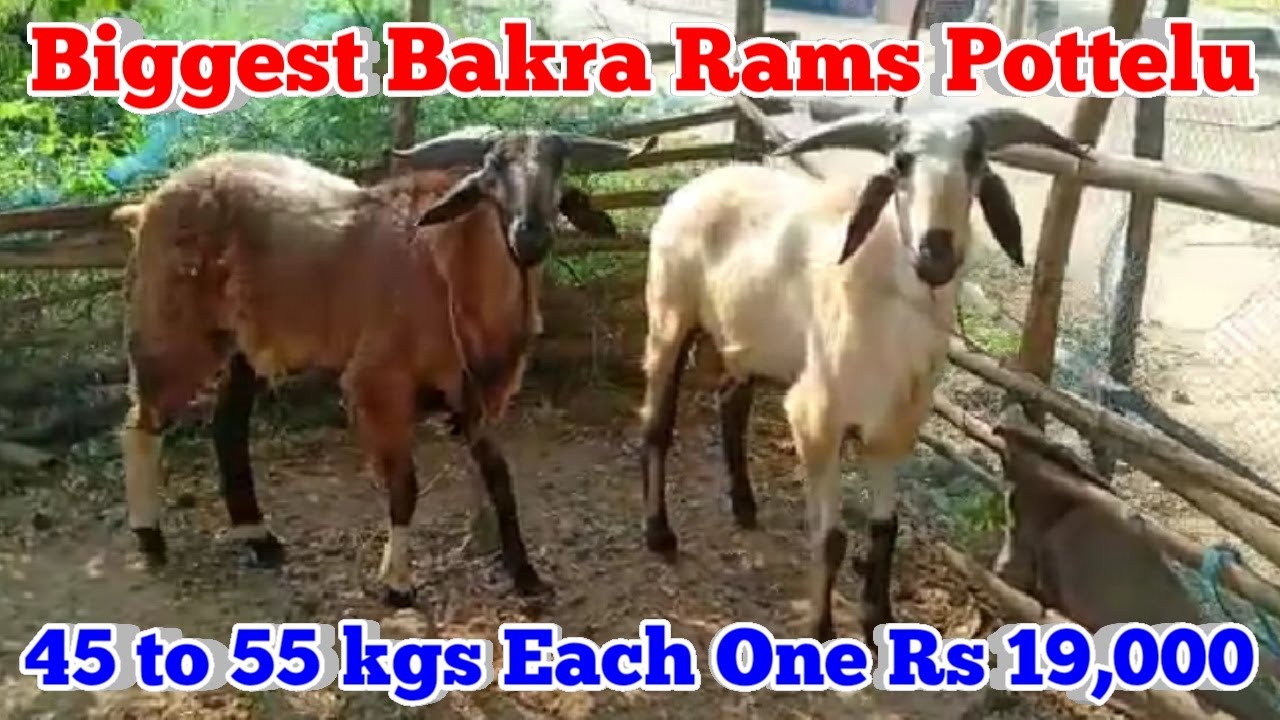 BIGGEST NELLORE JUDUPI RAMS BAKRA POTTELU 70082 89921 - YouTube