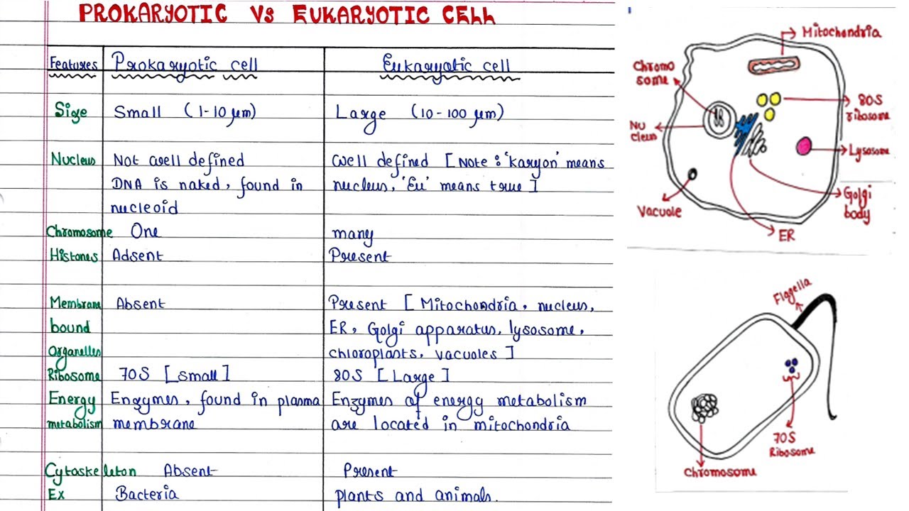 Prokaryotic vs Eukaryotic cell | Readymade notes for exam - YouTube