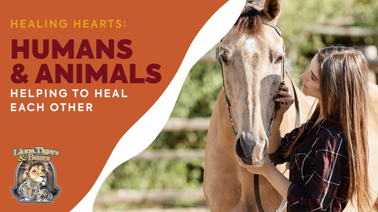 Healing Hearts: Humans and Animals Helping to Heal Each Other | Lions ...