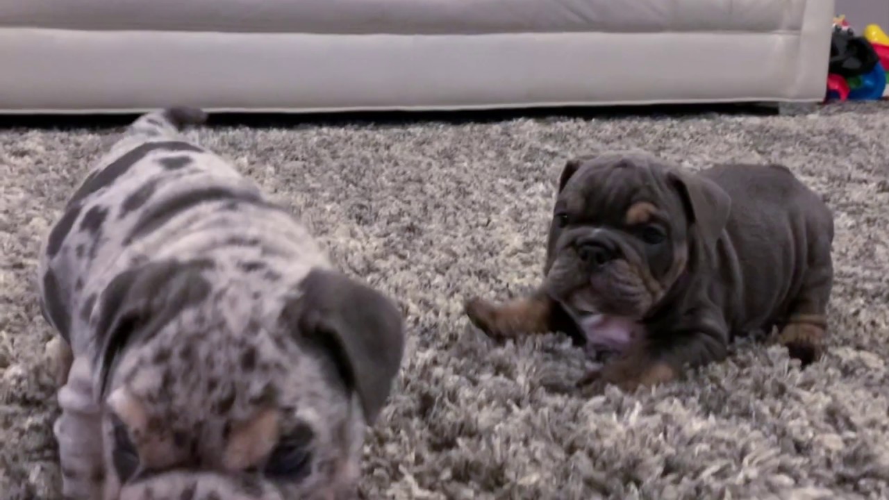 CUTEST ENGLISH BULLDOG PUPPIES PLAYING *ADORABLE* - YouTube