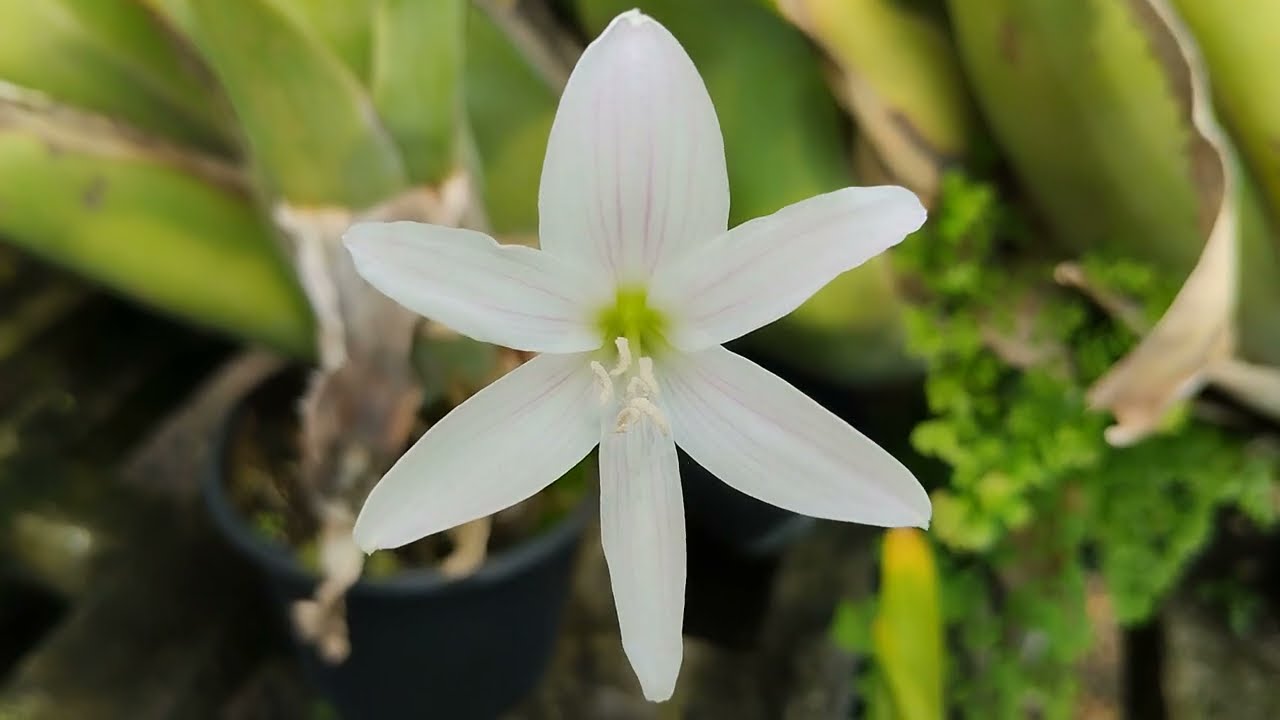 Amaryllidaceae, Zephyranthes lagopaivae (Campos-Rocha & Dutilh) Nic. García & Dutilh em 3.10. ...