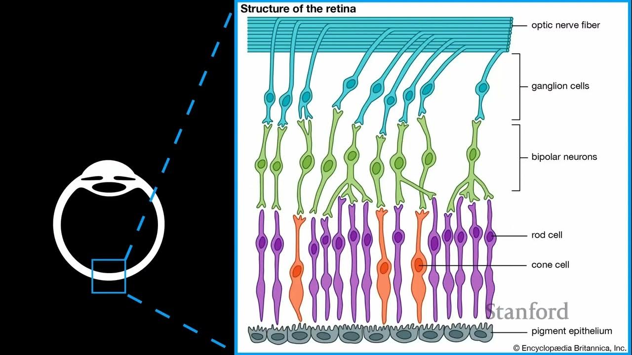 Stanford EE274: Data Compression I 2023 I Lecture 17 - Humans and Compression - YouTube