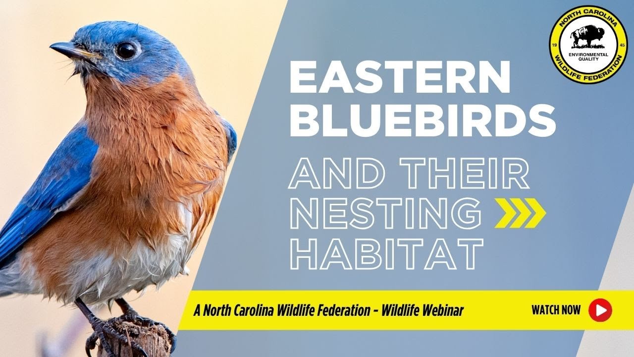 Introduction to Eastern Bluebirds and Their Nesting Habitat - NCWF ...