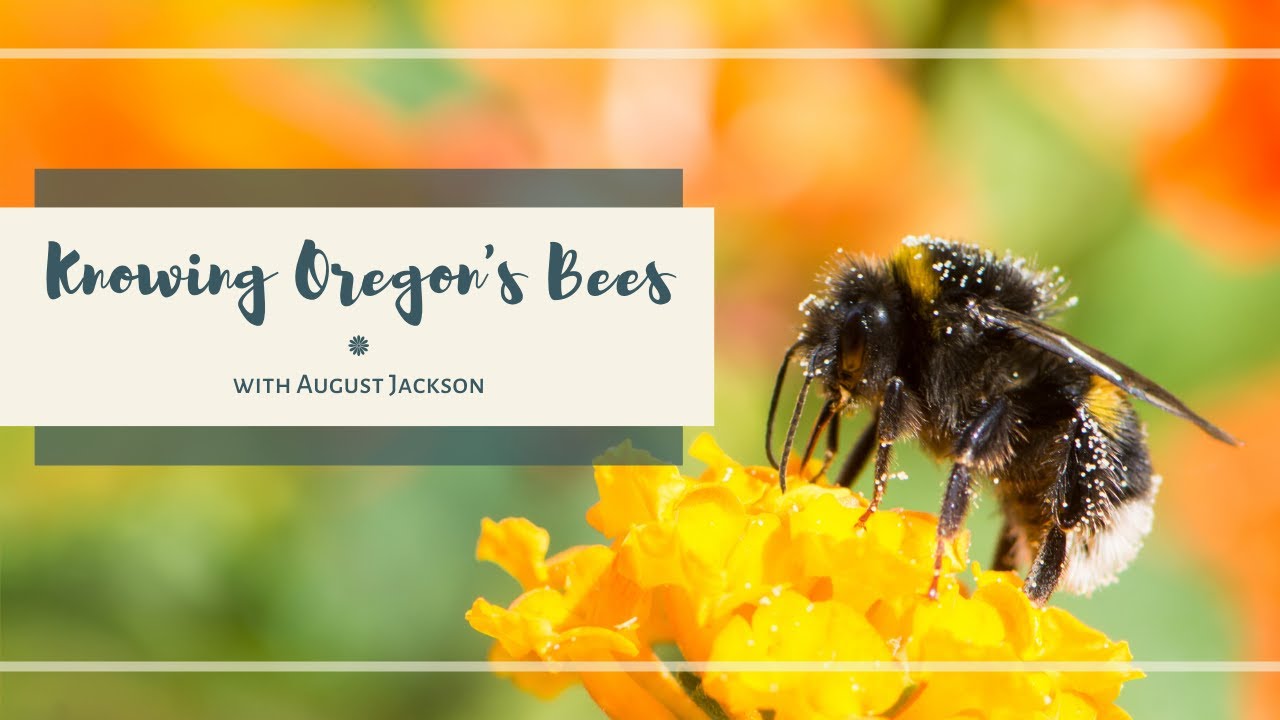 Knowing Oregon's Bee's - YouTube