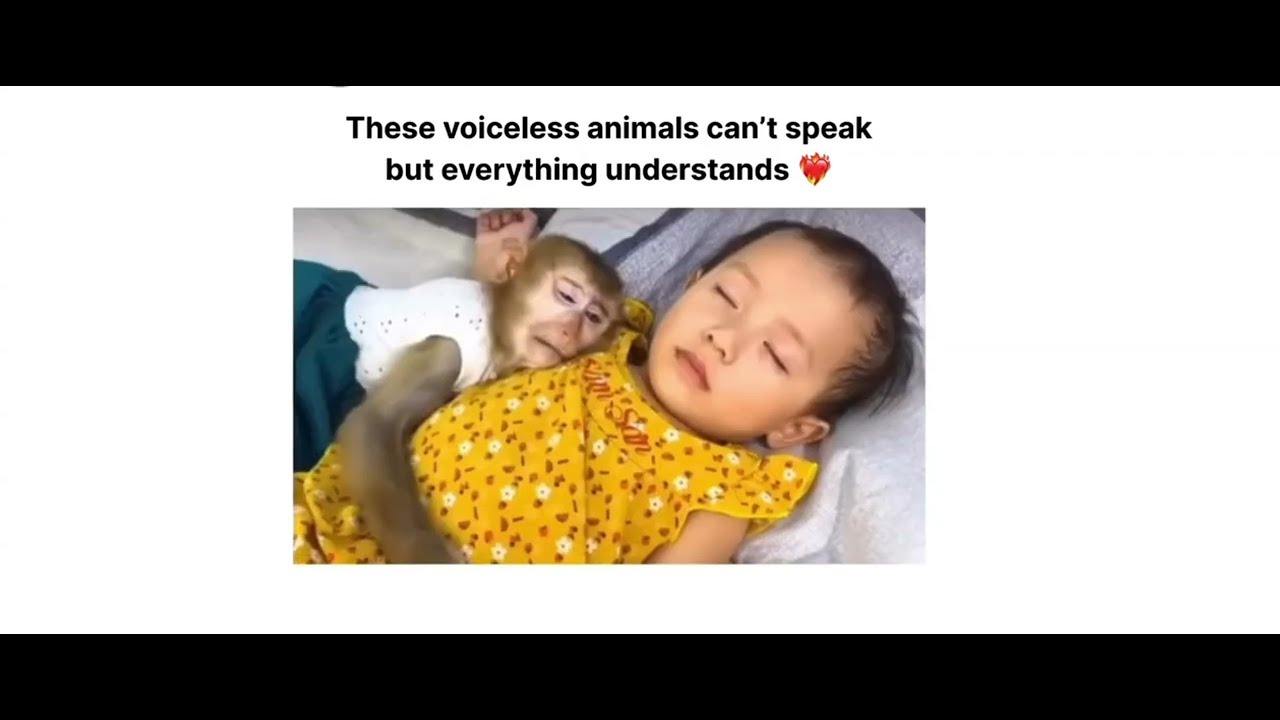 THESE VOICELESS ANIMALS CANT SPEAK BUT UNDERSTAND EVERYTHING🥲#nature # ...