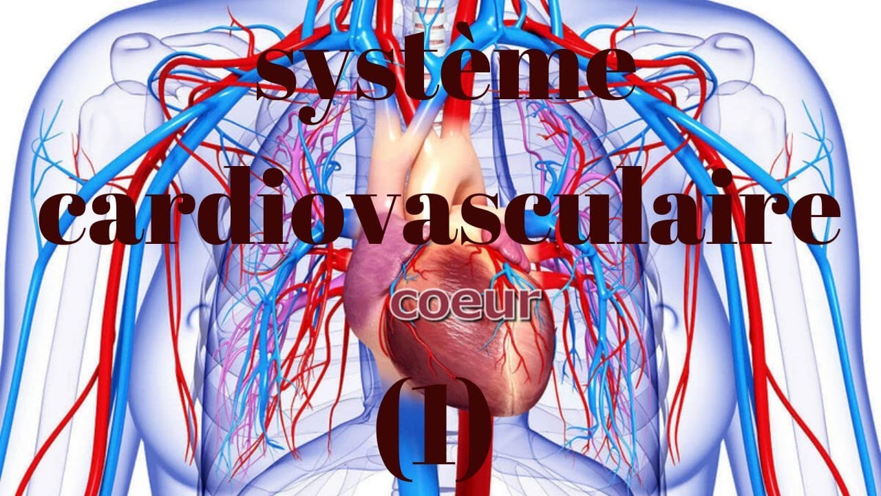 système cardiovasculaire (1) - YouTube