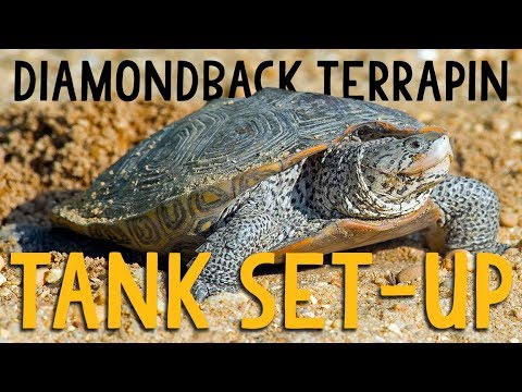 Diamondback Terrapin Set-Up - YouTube