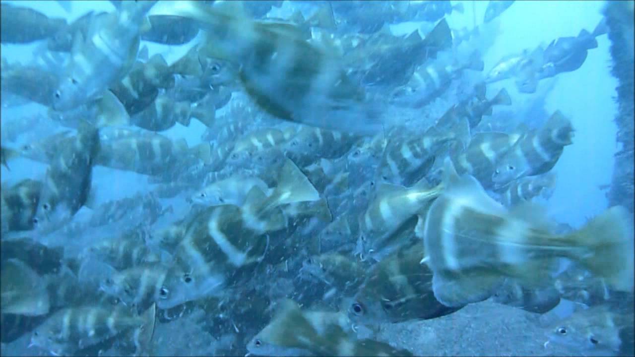 Diving the wreck of the TR thompson - YouTube