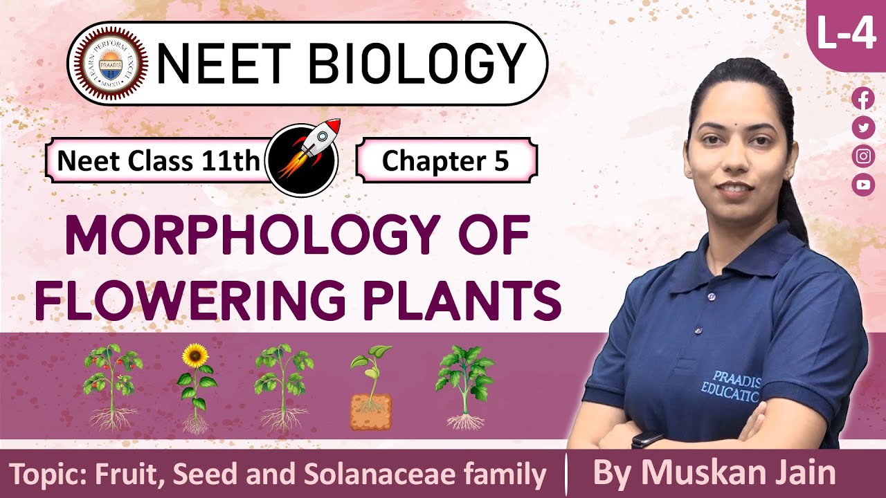 Morphology of Flowering Plants | Lecture 4 | Fruit, seed & Solanaceae ...