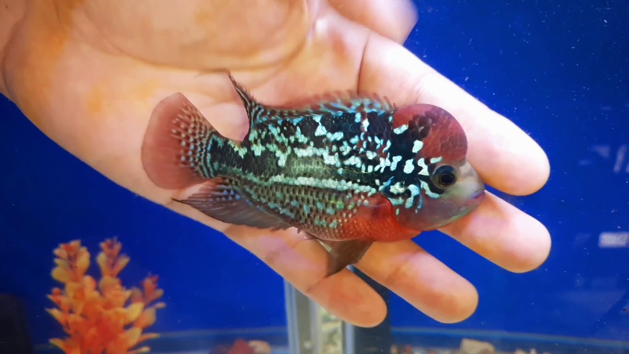 Black Kamfa - YouTube