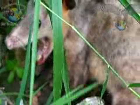 Marsupiales del estado Trujillo - Venezuela El Rabipelado - YouTube