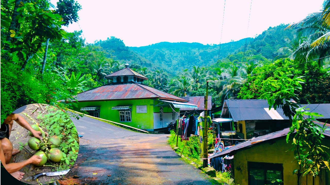 Hunting for green coconuts for medicine to the hillside forest - YouTube