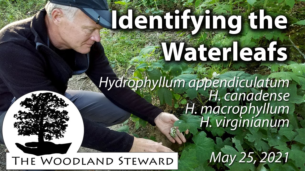 Identifying the Waterleafs of the Eastern US – May 25, 2021 - YouTube