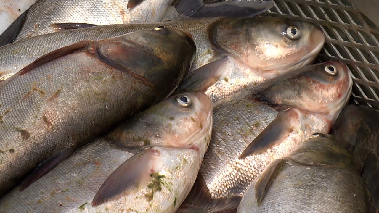 Invasive Species - Silver Carp - YouTube