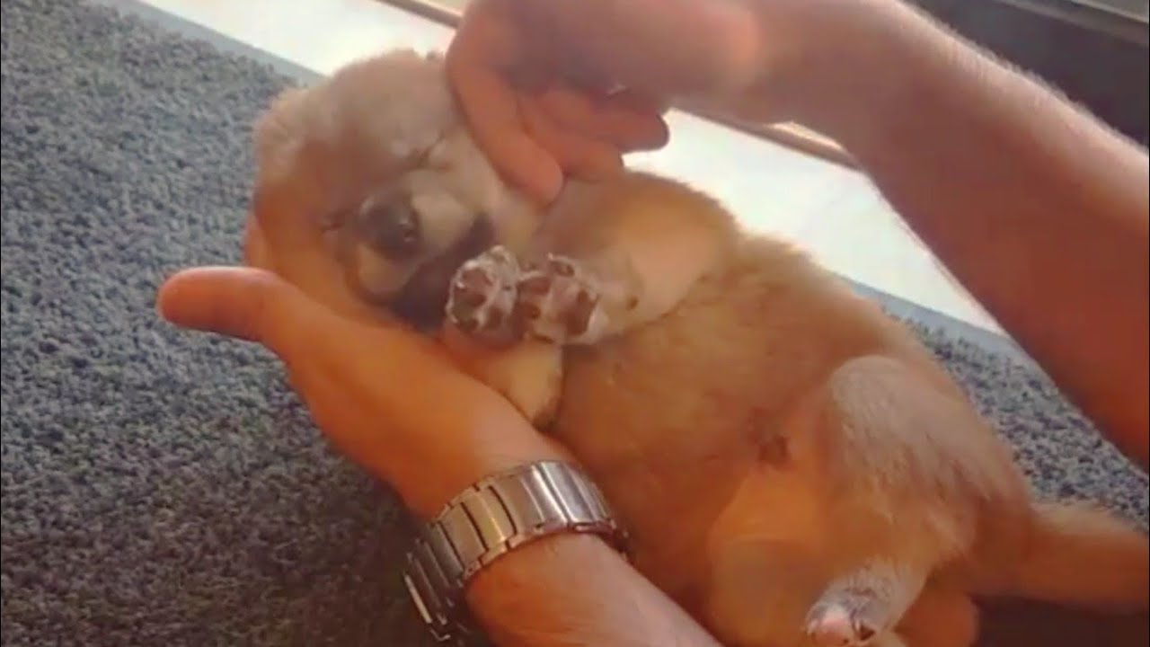 Best feeling ever / hugging a Shiba Inu potat - YouTube