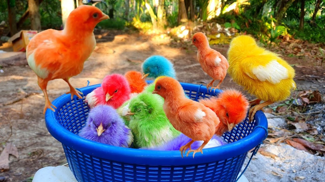 Catching chickens,cute chickens, rainbow chickens,colorful chickens ...