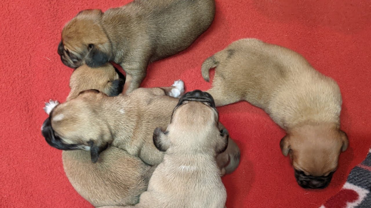2 week old Snuggle Puggle Puppies (adopted) - YouTube