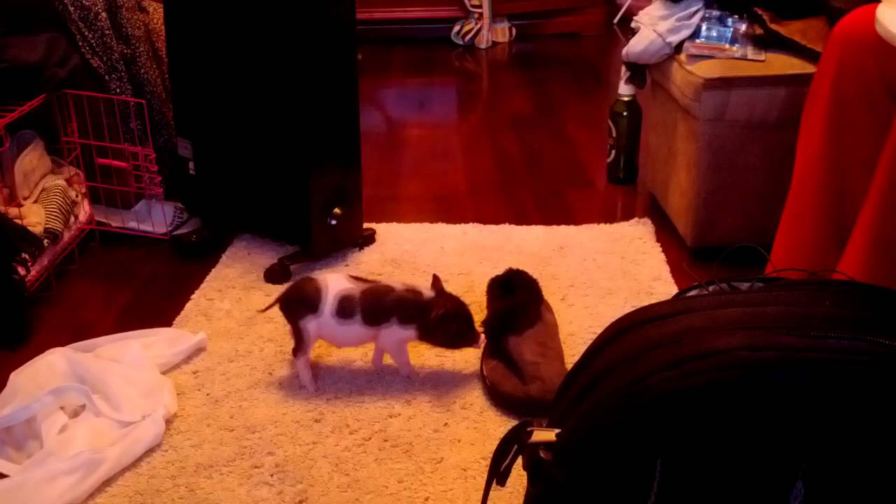 Introducing Gilbert the Pig - YouTube