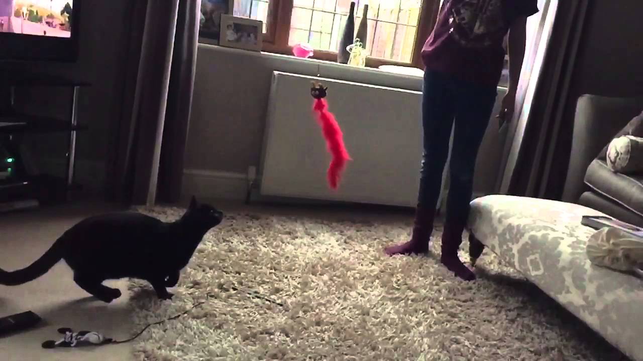 Funny Cat Jump Fail - YouTube