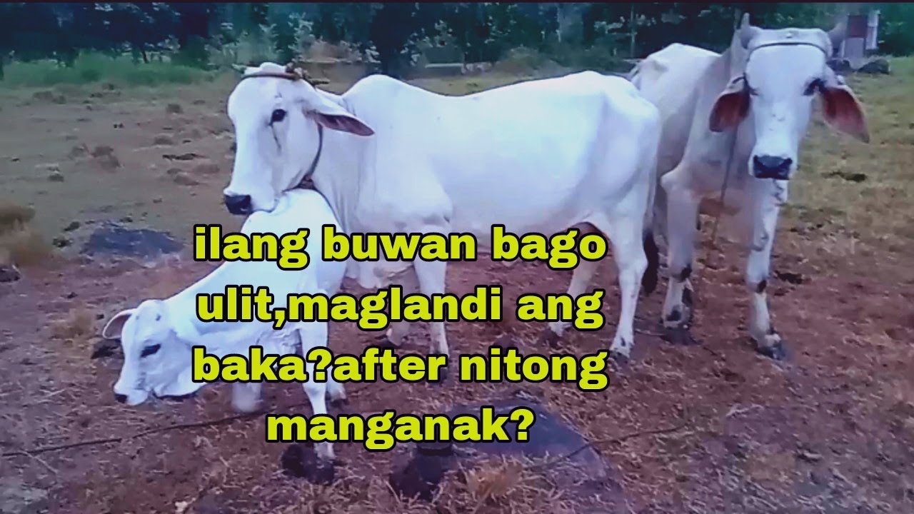 ILANG BUWAN BAGO ULIT MAGLANDI ANG BAKA?AFTER NYANG MANGANAK?#cattle # ...