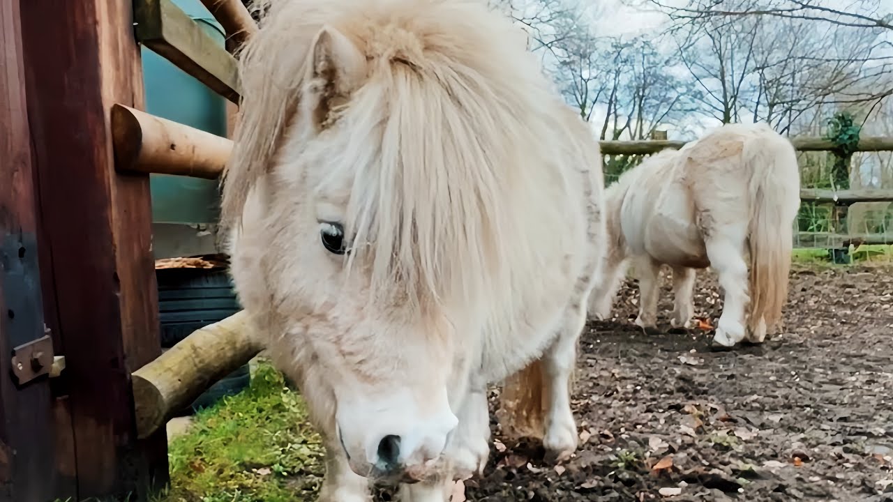 More Joyful Paddock Time with Cute Shetland Ponies. For Horse Lovers 🐴 ️ - YouTube