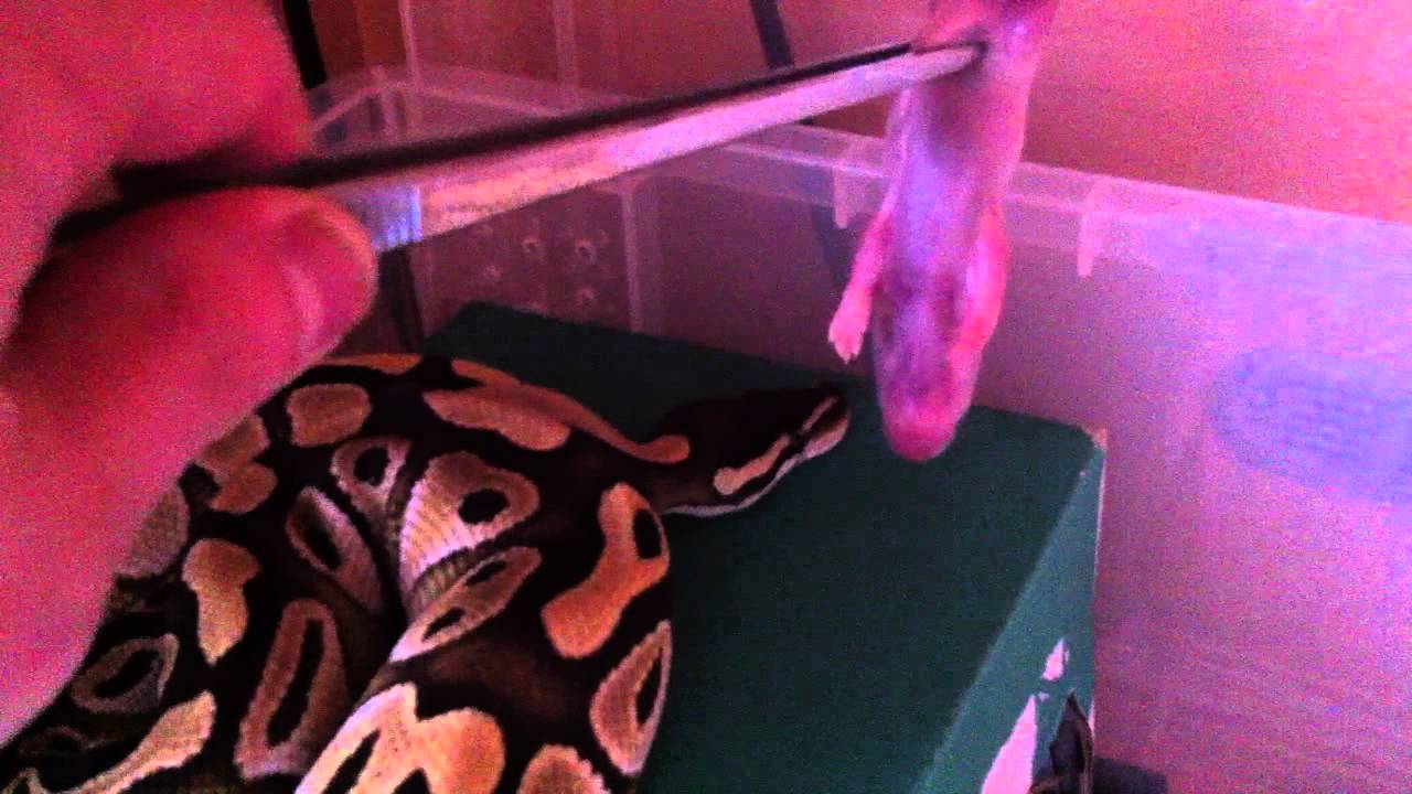 Royal Python Strike Feeds part1 - YouTube