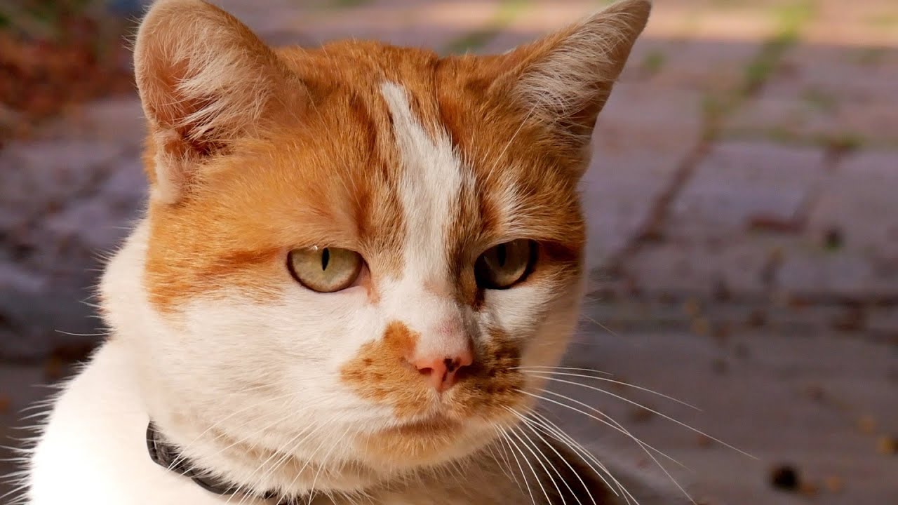 A farewell video for Bella the Cat (moving house, not dead) - YouTube