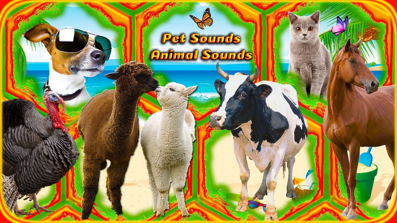 Pet Sounds • Animal Sounds • Bee, Dog, Tapir, Duck, Duckling, Hamster ...