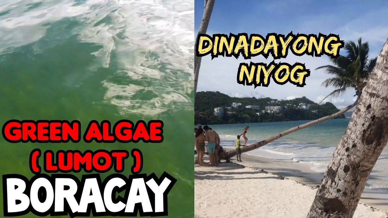 LUMOT SA BORACAY | Green Algae Boracay | Dinadayong Lugar sa boracay ...