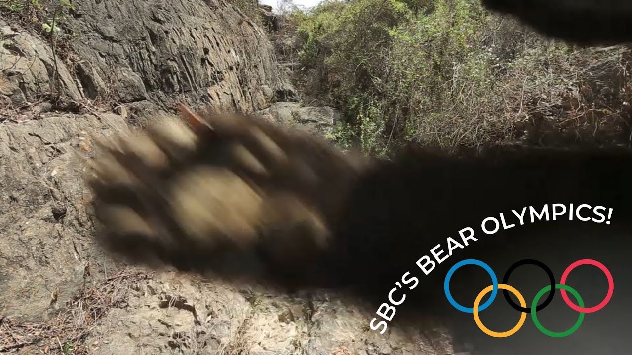 Camera trap destruction - SBC's Bear Olympics! - YouTube