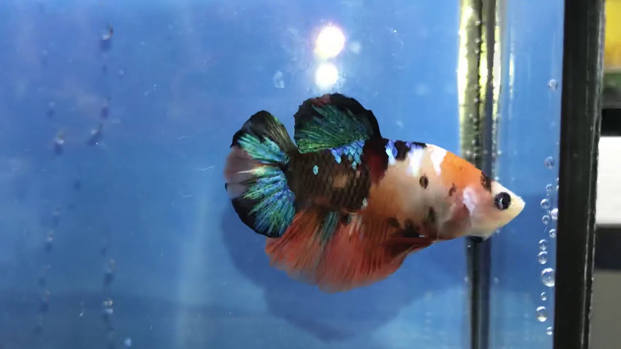 Nemo galaxy nguồn lai việt nam nhà làm - YouTube