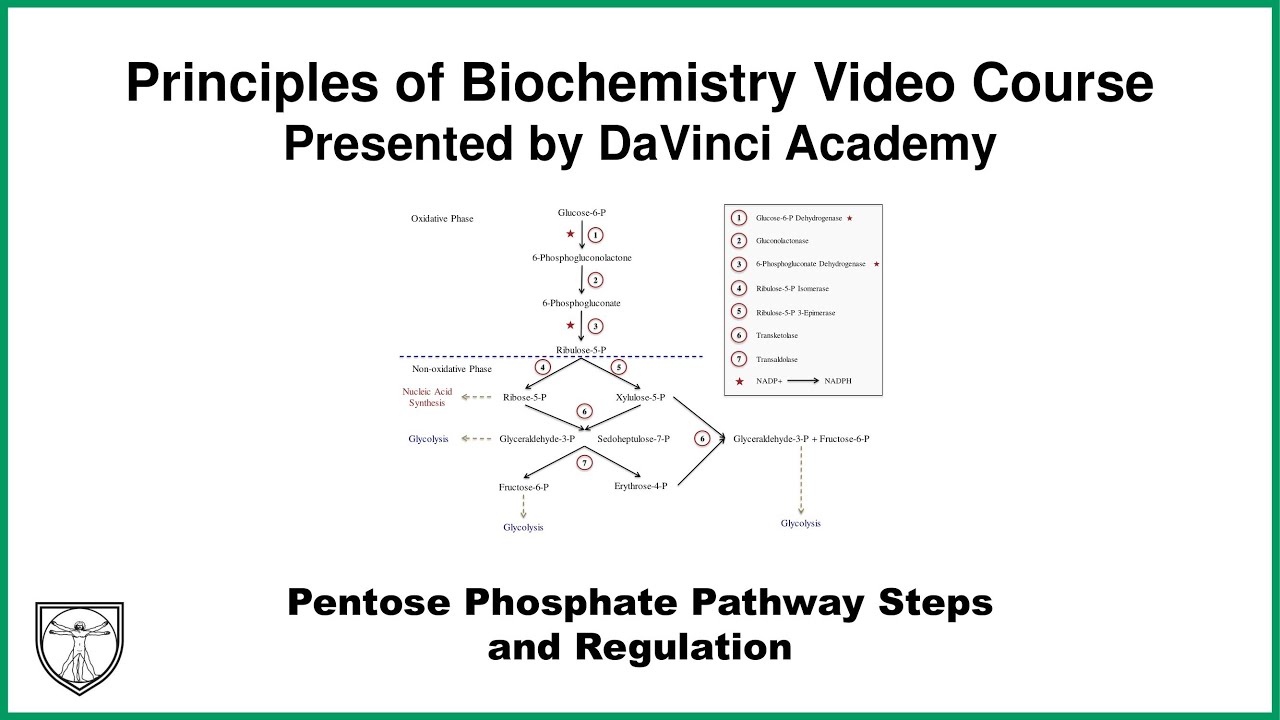 Pentose Phosphate Pathway Steps and Regulation [Metabolism 10 of 21 ...