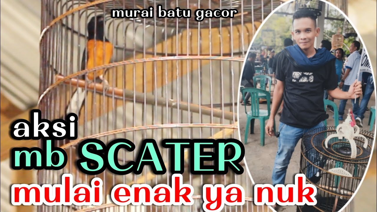 SUARA BURUNG - BEGINI AKSI MB SCATER SETELAH RAWATAN PANJANG , MAKIN ...
