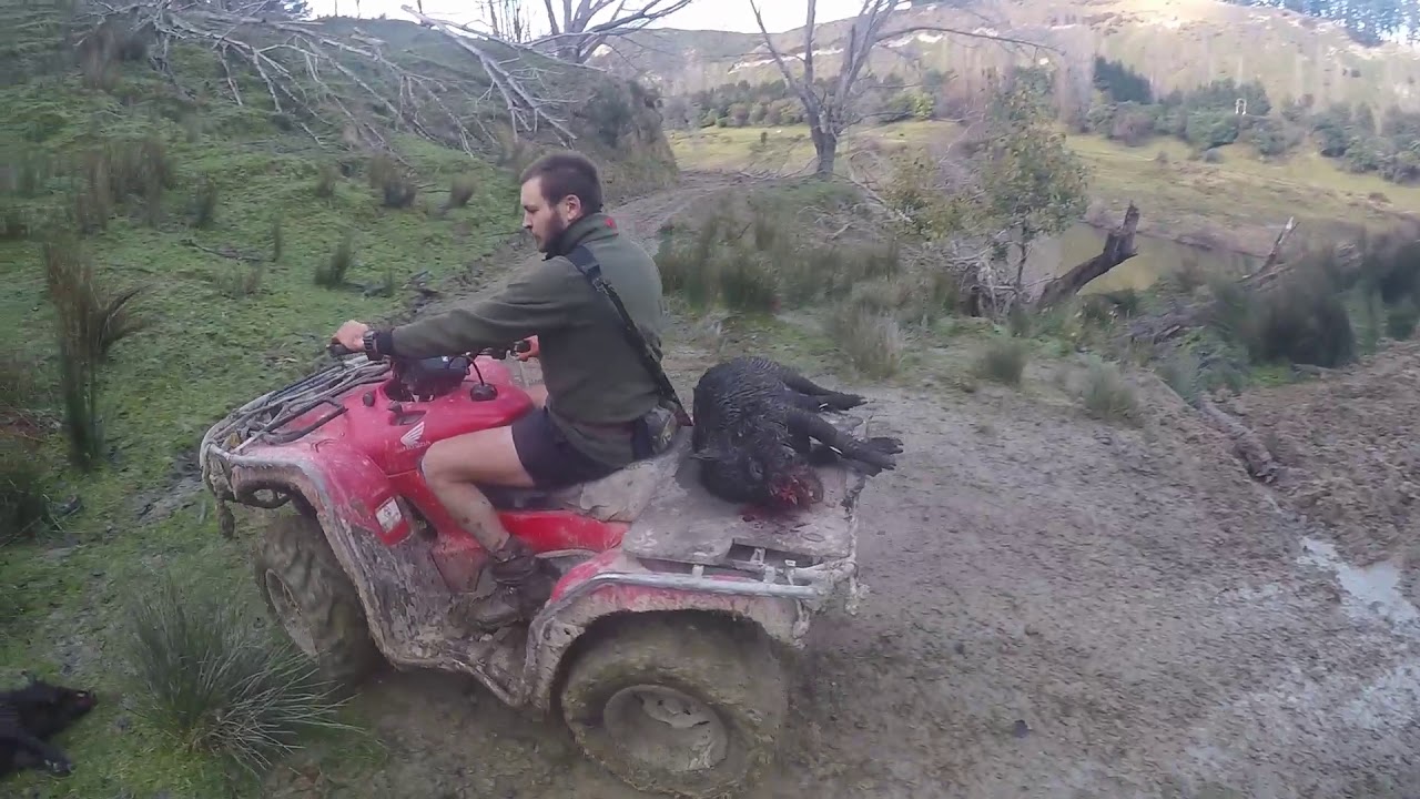 pig hunting nz ,catching paddock wreckers - YouTube