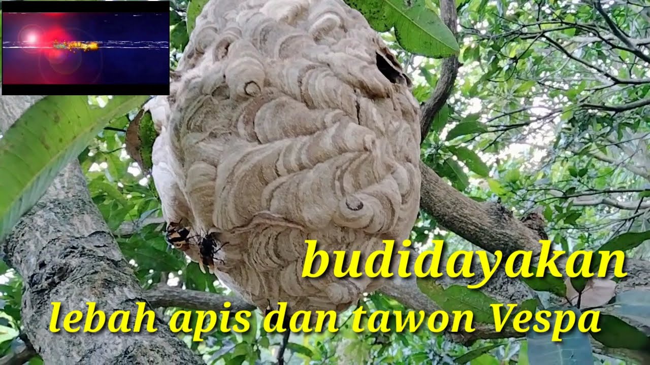 budidayakan lebah apis dan tawon Vespa - YouTube