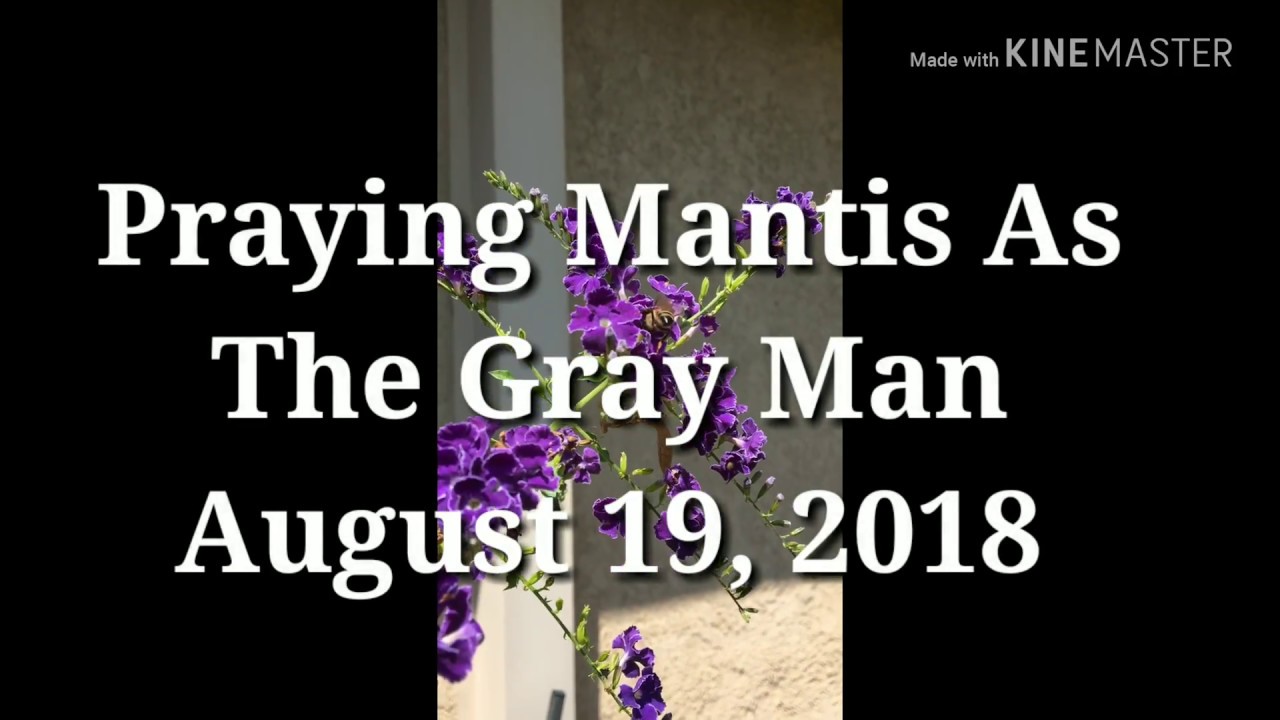 Praying Mantis As The Gray Man - YouTube