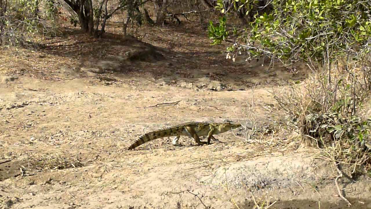 Ghana - Mole National Park birds and crocodile - YouTube
