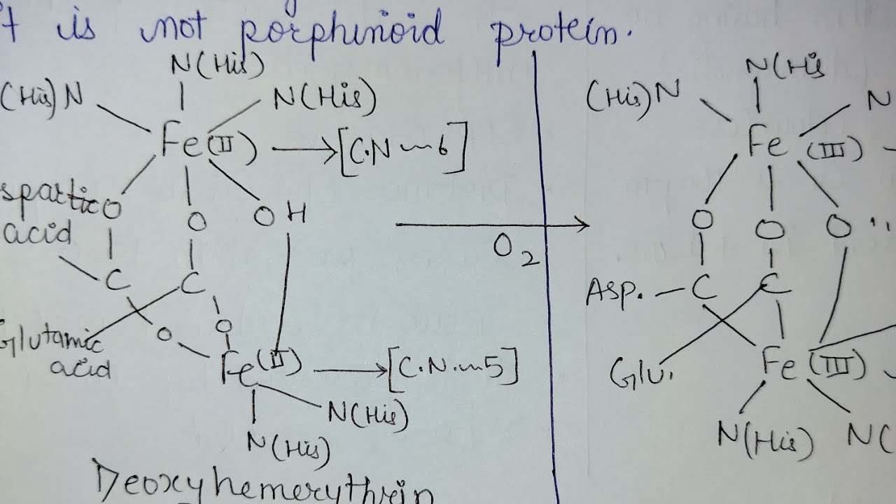 Natural oxygen carrier ~Hemerythrin & Hemocyanin their structure & fnxn ...