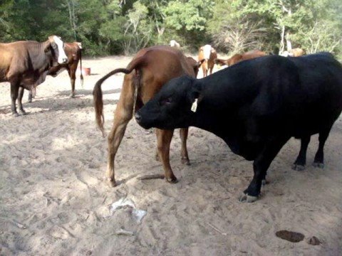 Bull Honky's Big Mistake - YouTube