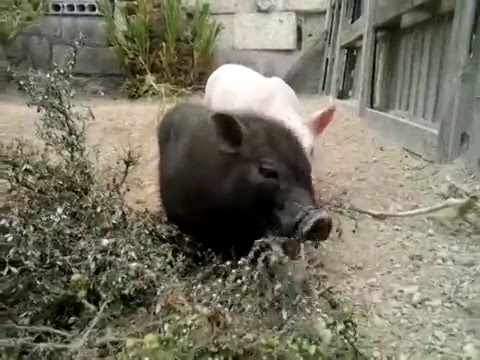 Los animales de la Finca - YouTube