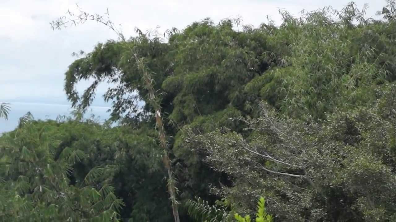 Restaurante Salsipuedes en Manuel Antonio Costa Rica - Magda Crespo ...