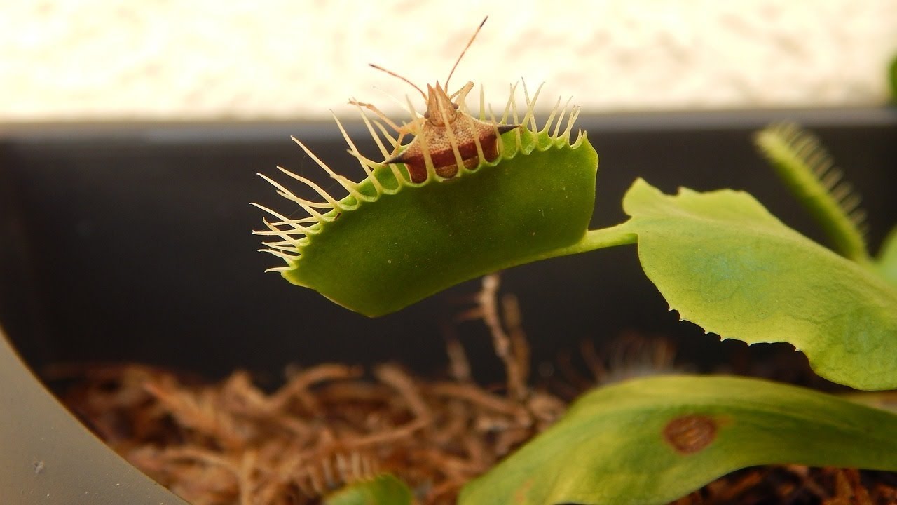 Kids Edition - Plants that Eat Meat - Carnivorous Plants Nature's ...