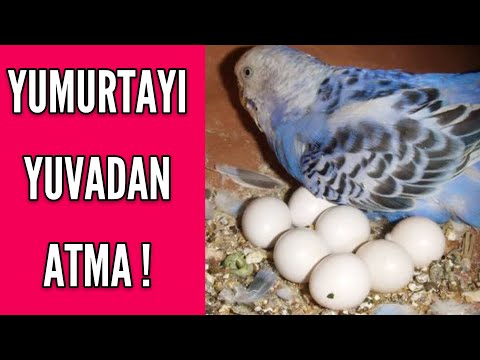 YUMURTAYI YUVADAN ATMA NEDENLERİ ? #muhabbetkuşu #yumurta