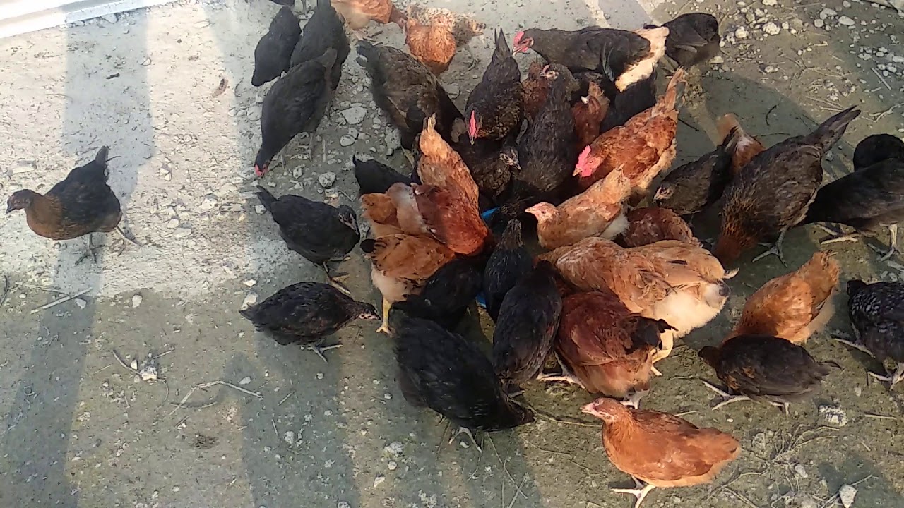 Free range chicken farming in Nepal - YouTube