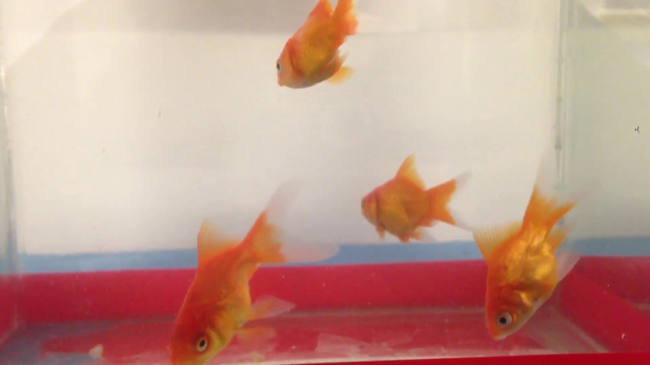 Pez japonés chico (Goldfish) - Acuario Amazonic - YouTube
