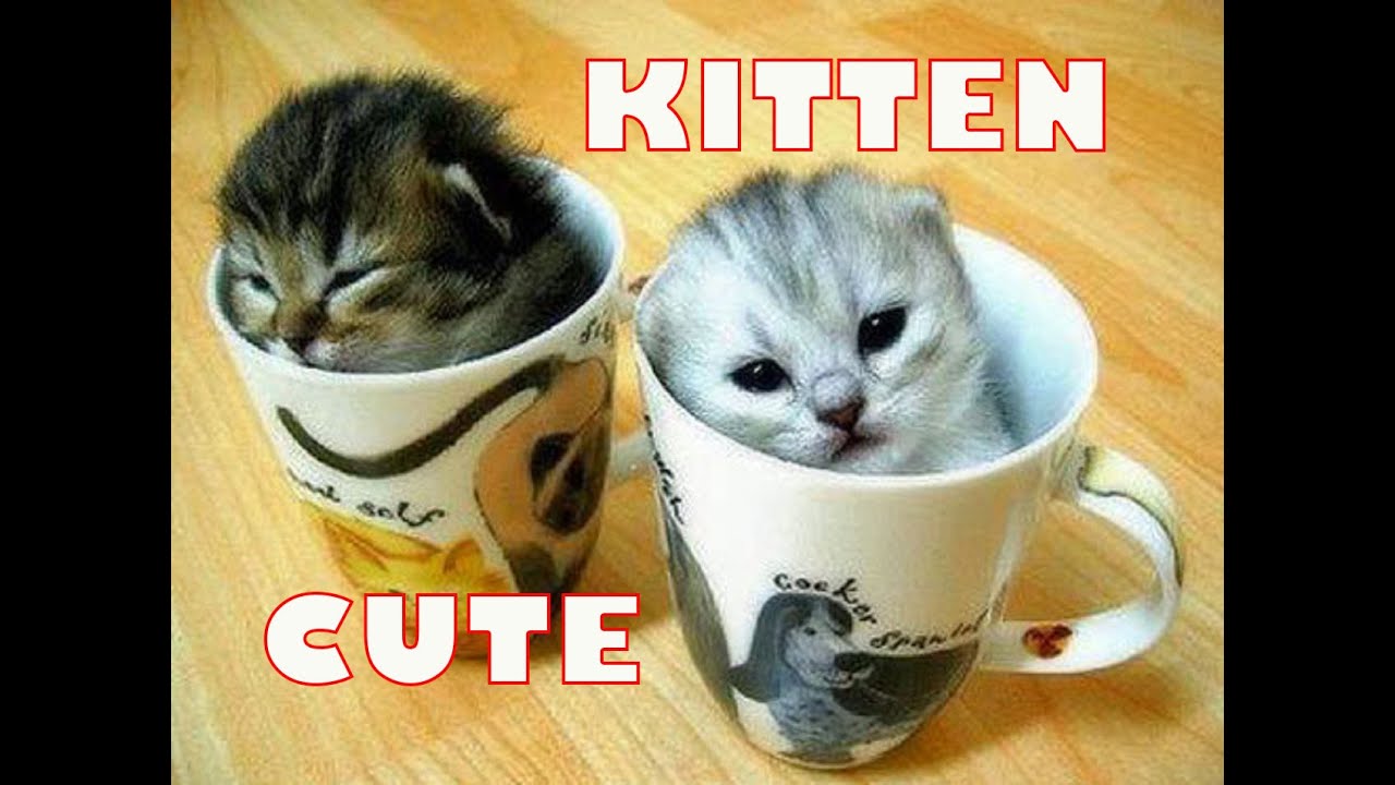 BEST FUNNY KITTY CAT FAILS - Fail Compilation with Cute Cats & Kittens ...