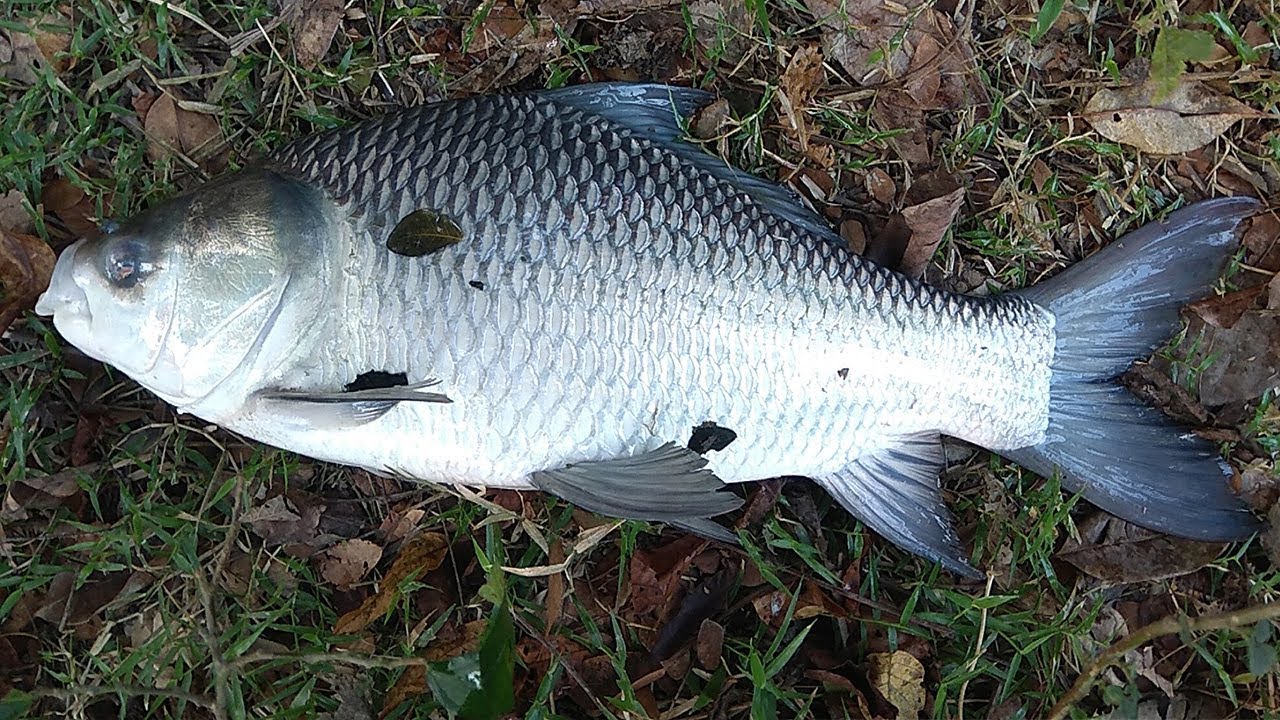 Fishing Video || Fishing By Reel /Rod In Pond || - YouTube