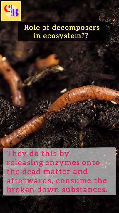 Role of decomposers in ecosystem #decomposers #shorts #class10biology ...