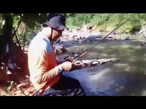 Mancing ikan uceng di sungai. - YouTube